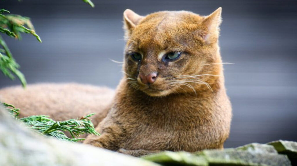 ¿A qué se debe que el oso hormiguero sea un animal omnívoro ...