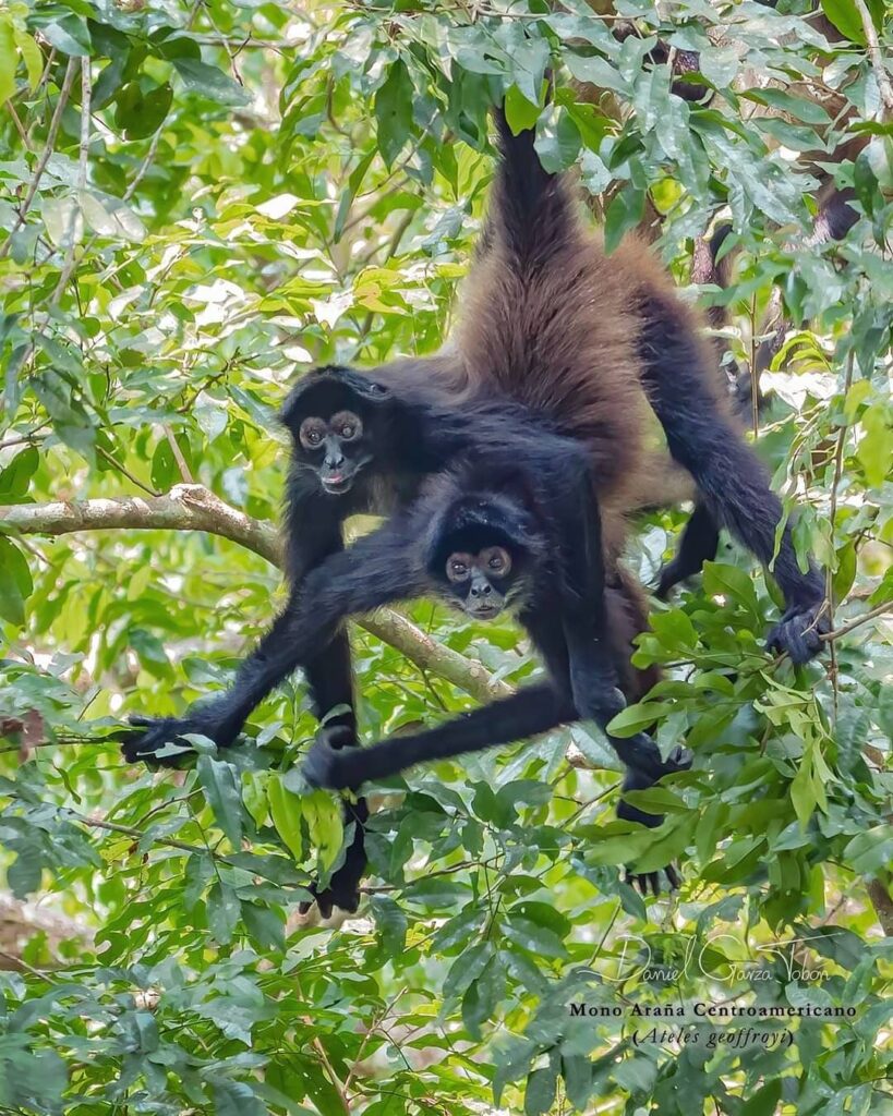¿Cómo buscan los monos araña su comida - Alimentos101.com