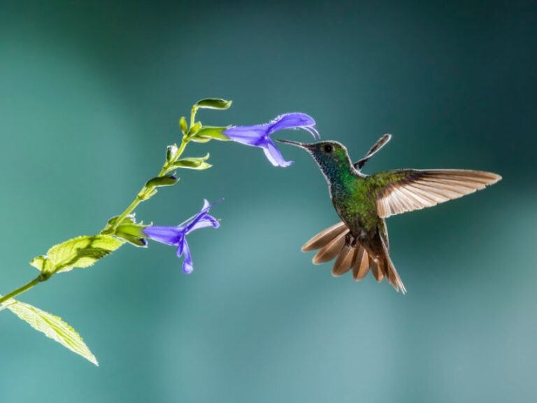 ¿Cómo puedes personalizar un alimento para colibrí casero ...