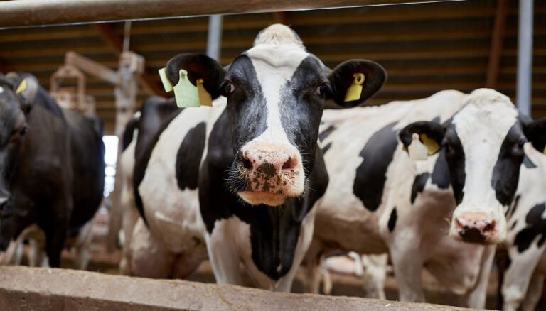 ¿Cómo puedo saber si mi ganado de engorda está recibiendo la cantidad y ...