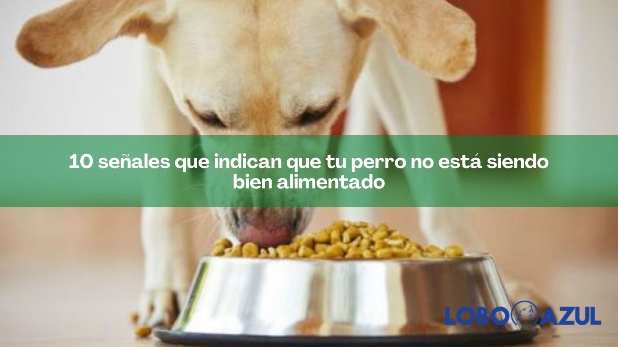 ¿Cómo saber si estoy alimentando a mi perro correctamente ...
