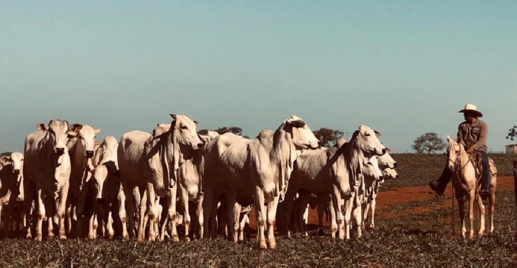 ¿Cómo se produce el alimento para ganado de engorda - Alimentos101.com