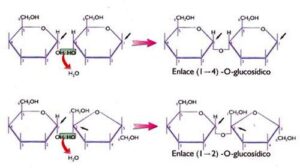 ¿Cómo se produce la maltosa - Alimentos101.com