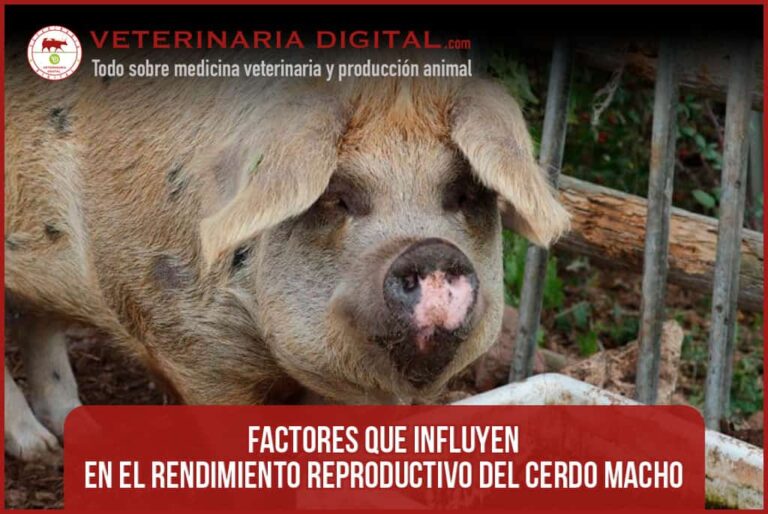 ¿Cómo se reproduce el cerdo - Alimentos101.com