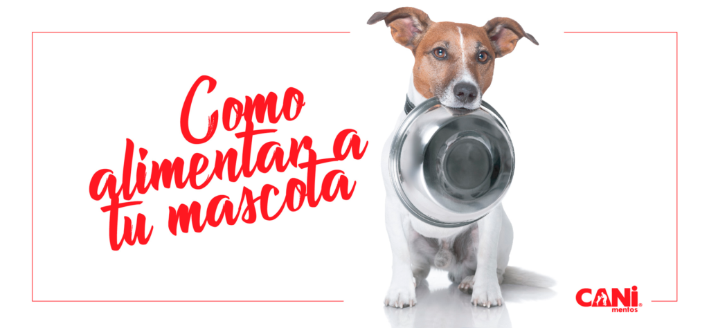 ¿Cuál es el mejor momento para alimentar a un perro - Alimentos101.com