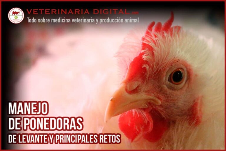 ¿Cuáles son las necesidades nutricionales de un gallo - Alimentos101.com ¿Cuáles son las necesidades nutricionales de un gallo - Alimentos101.com