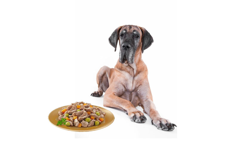 ¿Cuáles son los beneficios de alimentar a tu perro con comida perron ...