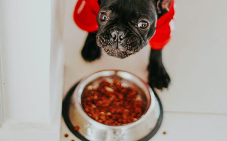 ¿Cuáles son los beneficios del alimento para perro poder canino ...