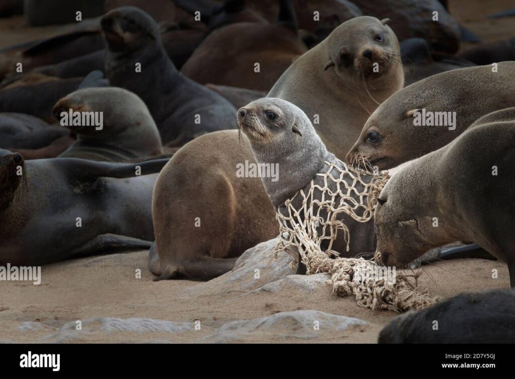 ¿Cuáles son los hábitos alimenticios de las focas - Alimentos101.com