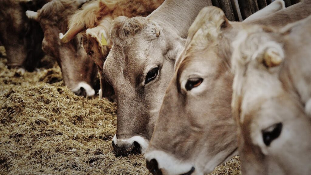 ¿Cuáles son los ingredientes de los alimentos para ganado de engorda ...