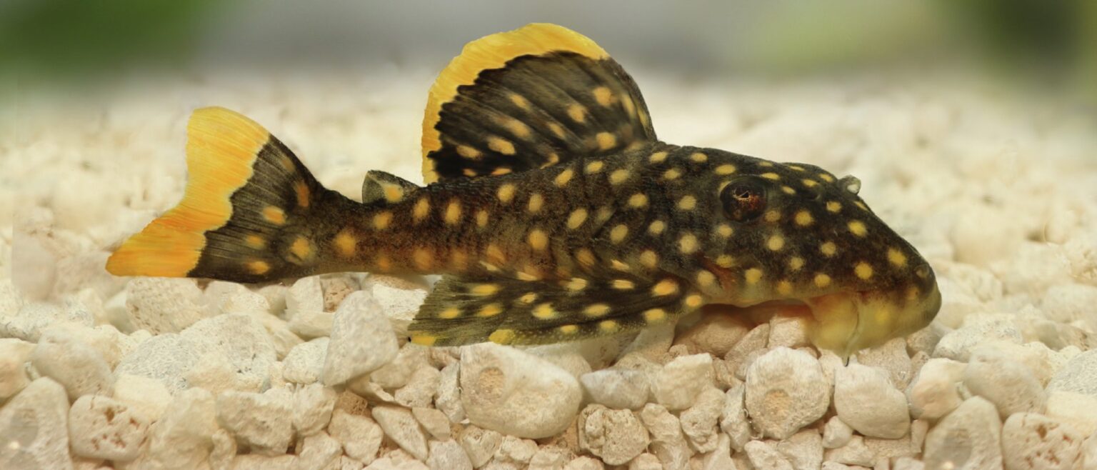 ¿De qué manera puedo variar la dieta de mis peces japoneses para evitar ...