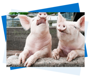 ¿De qué se nutren los marranos - Alimentos101.com