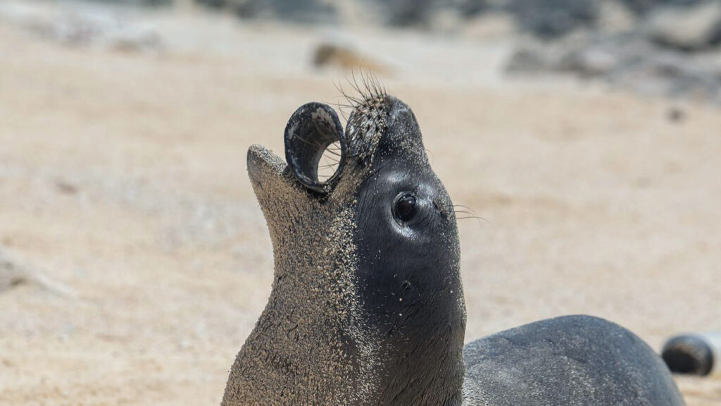 ¿Dónde se alimentan las focas - Alimentos101.com