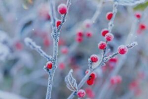 ¿En qué consiste el proceso de criogenia - Alimentos101.com