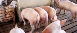 ¿Existen diferentes tipos de alimento para puercos - Alimentos101.com