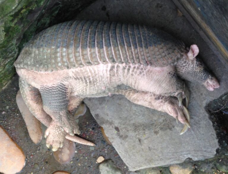 ¿Los armadillos necesitan comer mucho - Alimentos101.com