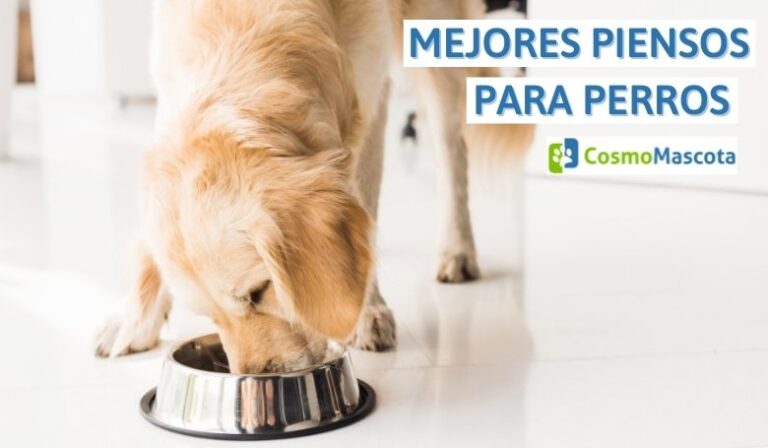 ¿Por qué el alimento para perro poder canino es una buena opción para ...