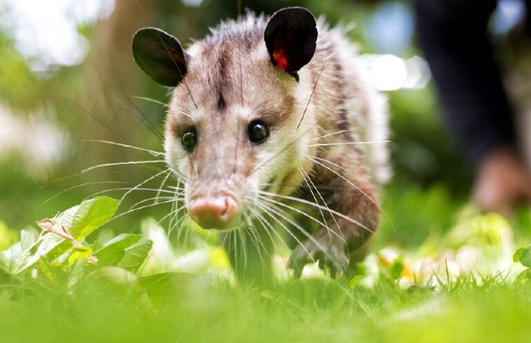 ¿Por qué el zarigüeya necesita comer tanto - Alimentos101.com