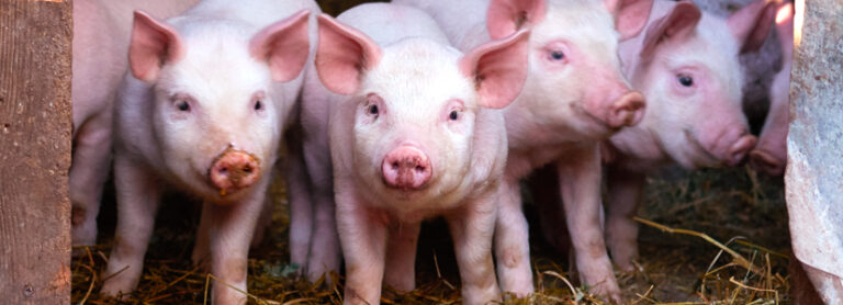 ¿Por qué es importante alimentar a los lechones - Alimentos101.com