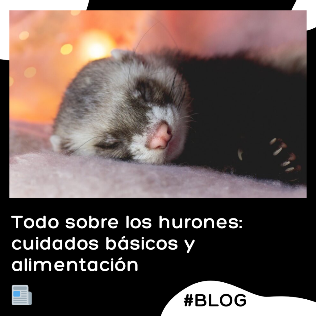 ¿Por qué es importante alimentar a un hurón - Alimentos101.com
