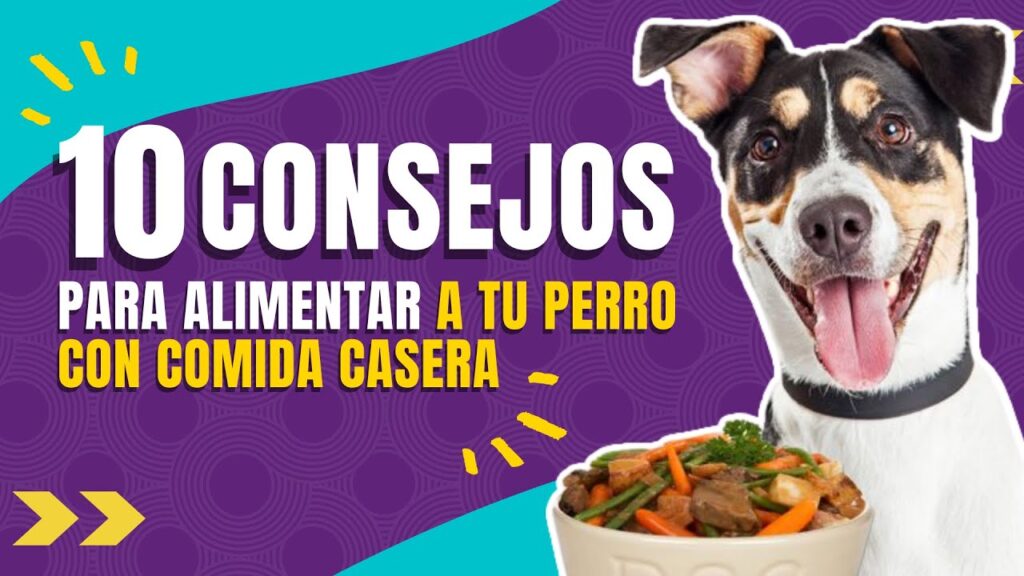 ¿Por qué es importante alimentar a un perro - Alimentos101.com