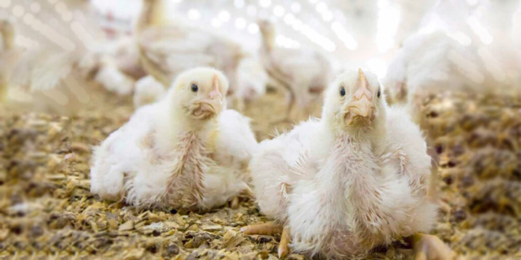 ¿Por qué es importante el balance de nutrientes en la dieta de los ...