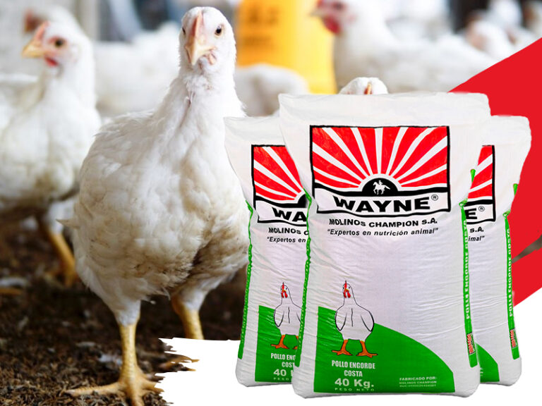 ¿Por qué es importante la alimentación para los pollos de engorde ...