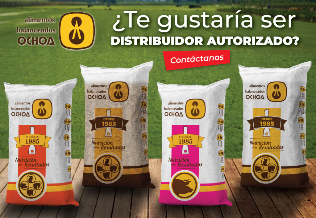 ¿Por qué es importante la calidad del alimento para pollos de engorde ...