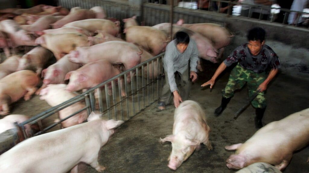 ¿Por qué se les da a los puercos comida para bebés - Alimentos101.com