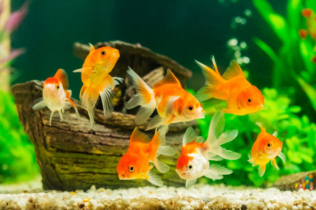 ¿Por qué se recomienda alimentar a los peces japoneses con comida viva ...