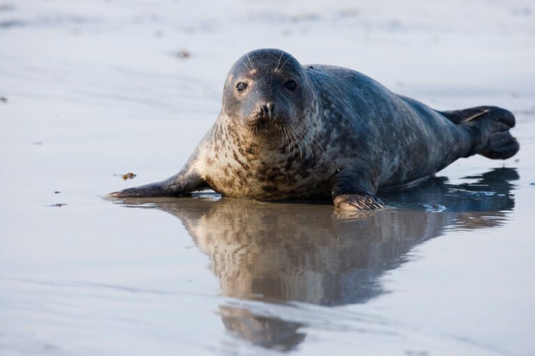 ¿Qué comen las focas - Alimentos101.com