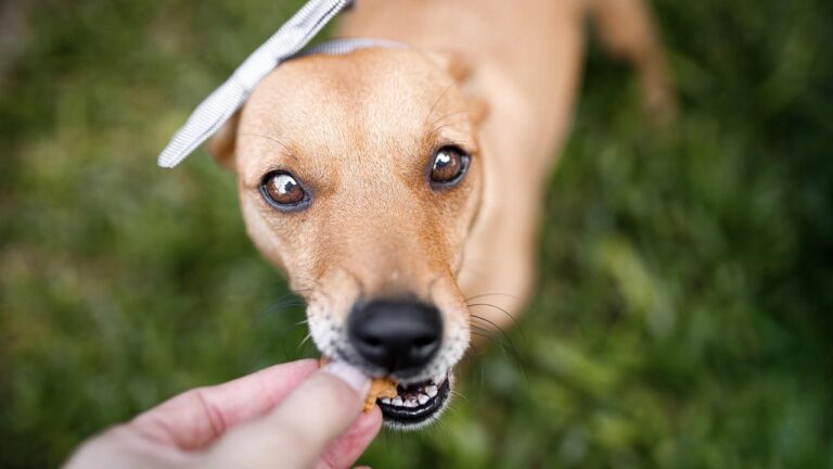 ¿Qué consecuencias pueden tener los alimentos para perros de las peores ...