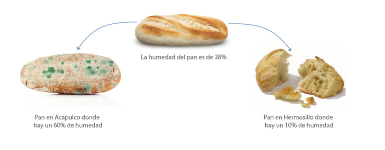 ¿Qué efecto tiene la descomposición de los alimentos en su composición ...
